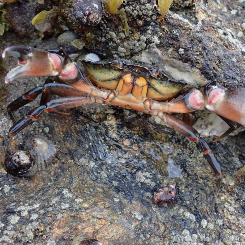 CRABES VERTS - Vanzemarée